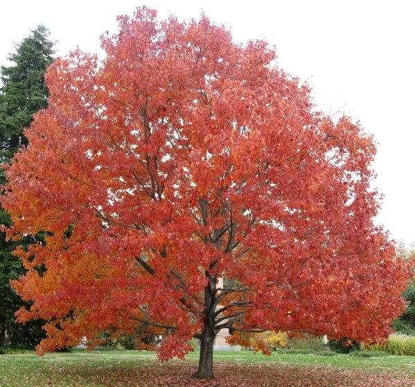 Canadian Maple Tree