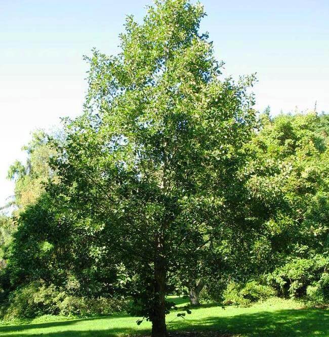 Common Alder (Alnus glutinosa)