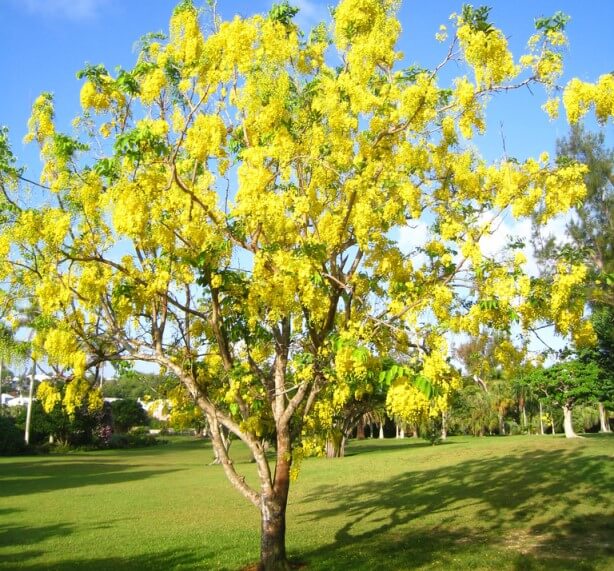 Golden Shower Tree Cassia Fistula