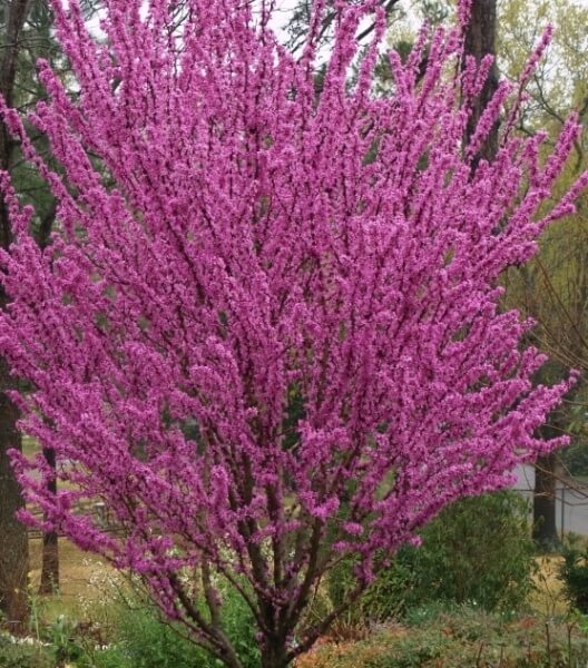 Chinese Redbud (Cercis Chinensis)