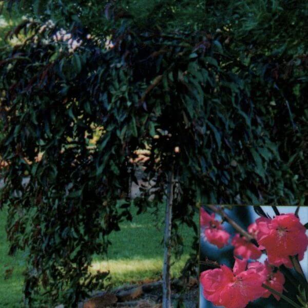 Crimson Cascade Weeping Peach (Prunus Persica ‘Crimson Cascade’)