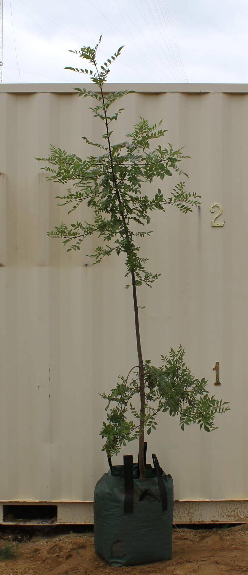 Desert Ash (Fraxinus Oxycarpa)