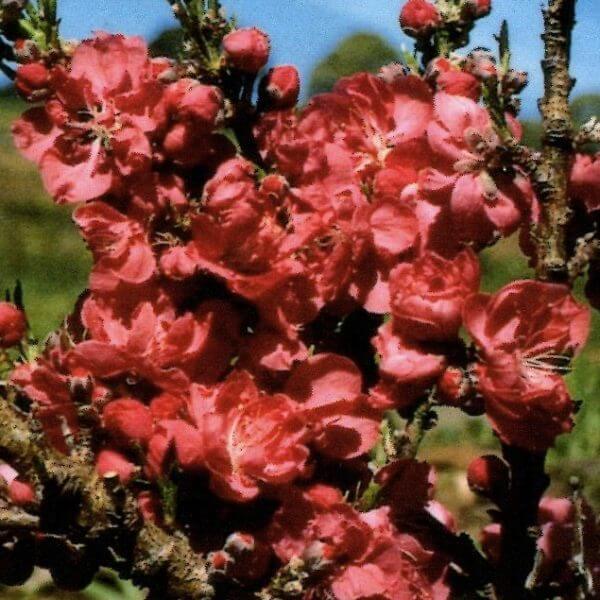 Crimson Cascade Weeping Peach (Prunus Persica ‘Crimson Cascade’)