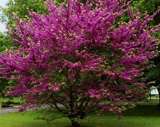 Judas Tree (Cercis siliquastrum)