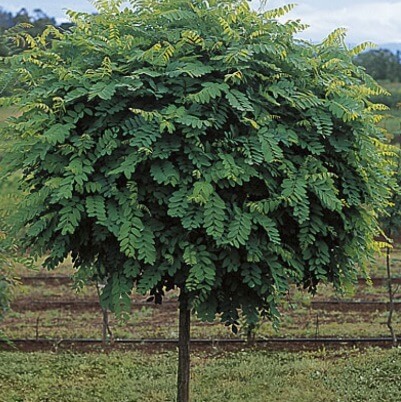 Mop Top Robinia (Robinia Pseudoacacia Umbraculifera)