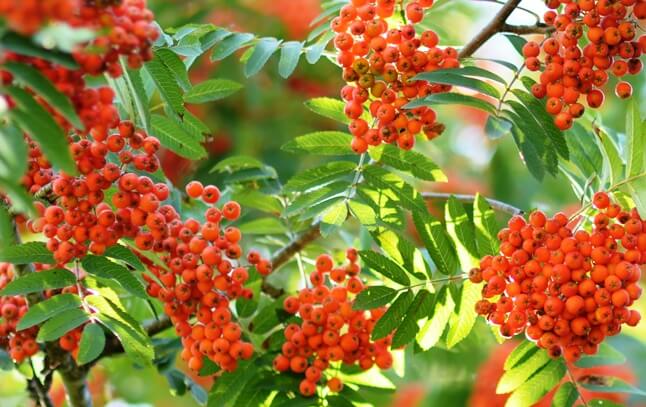 Mountain Ash (Sorbus Aucuparia)