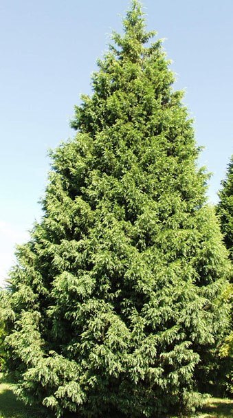 Naylor’s Blue (Cupressocyparis leylandii)