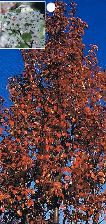 Pyrus Calleryana Redspire