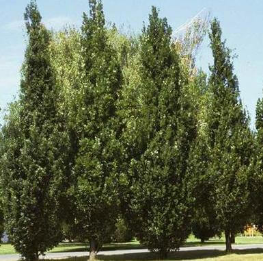 Cyprus Oak (Quercus Robur Fastigiata)