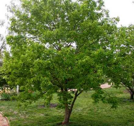 Trident (Acer Buergerianum)