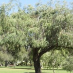 WA Peppermint Tree (Agonis flexuosa)