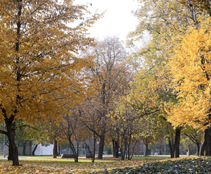 Instant Tree Nursery | Advanced Trees in Perth