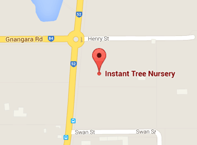 Instant Tree Nursery | Advanced Native Trees in Perth