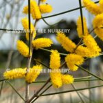 Jam Wattle (Acacia acuminata)