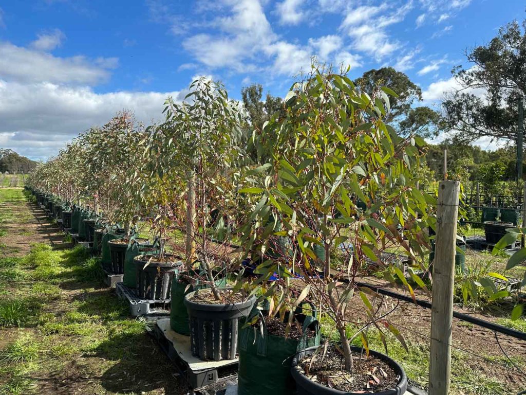 Instant Tree Nursery | Advanced Native Trees in Perth