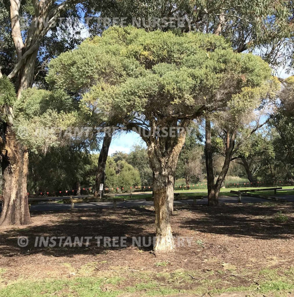 swamp-paperback-melaleuca-rhaphiophylla-tree